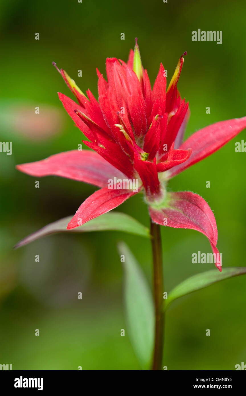 Indian paintbrush castilleja miniata in hi-res stock photography and ...