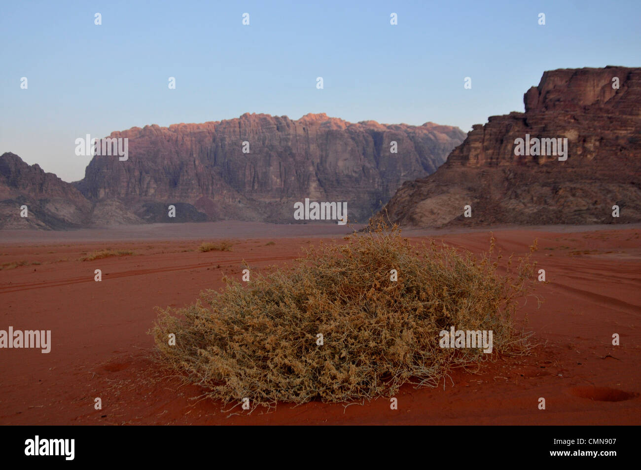 Bush in harsh desert conditions Stock Photo - Alamy