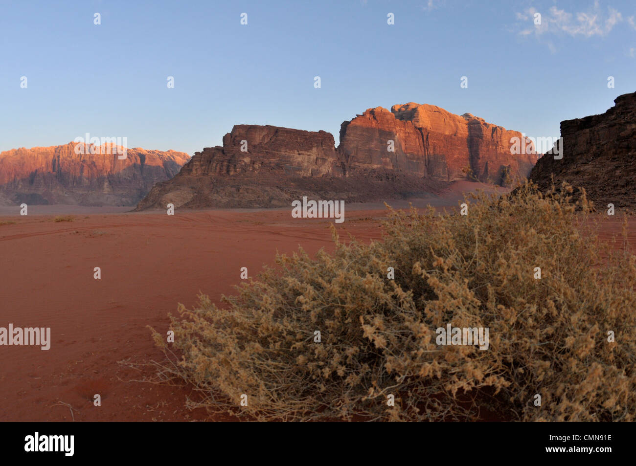 Bush in harsh desert conditions. Wadi Rum, Jordan Stock Photo - Alamy
