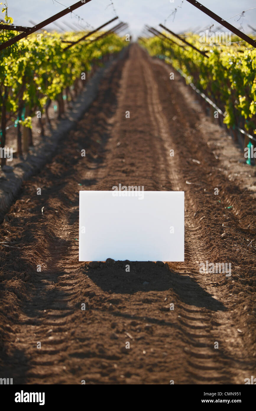 Blank placard in vineyard row Stock Photo - Alamy