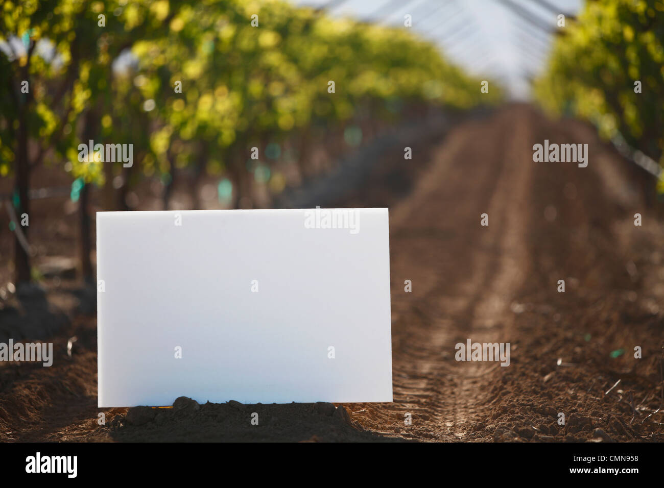 Blank placard in vineyard row Stock Photo - Alamy