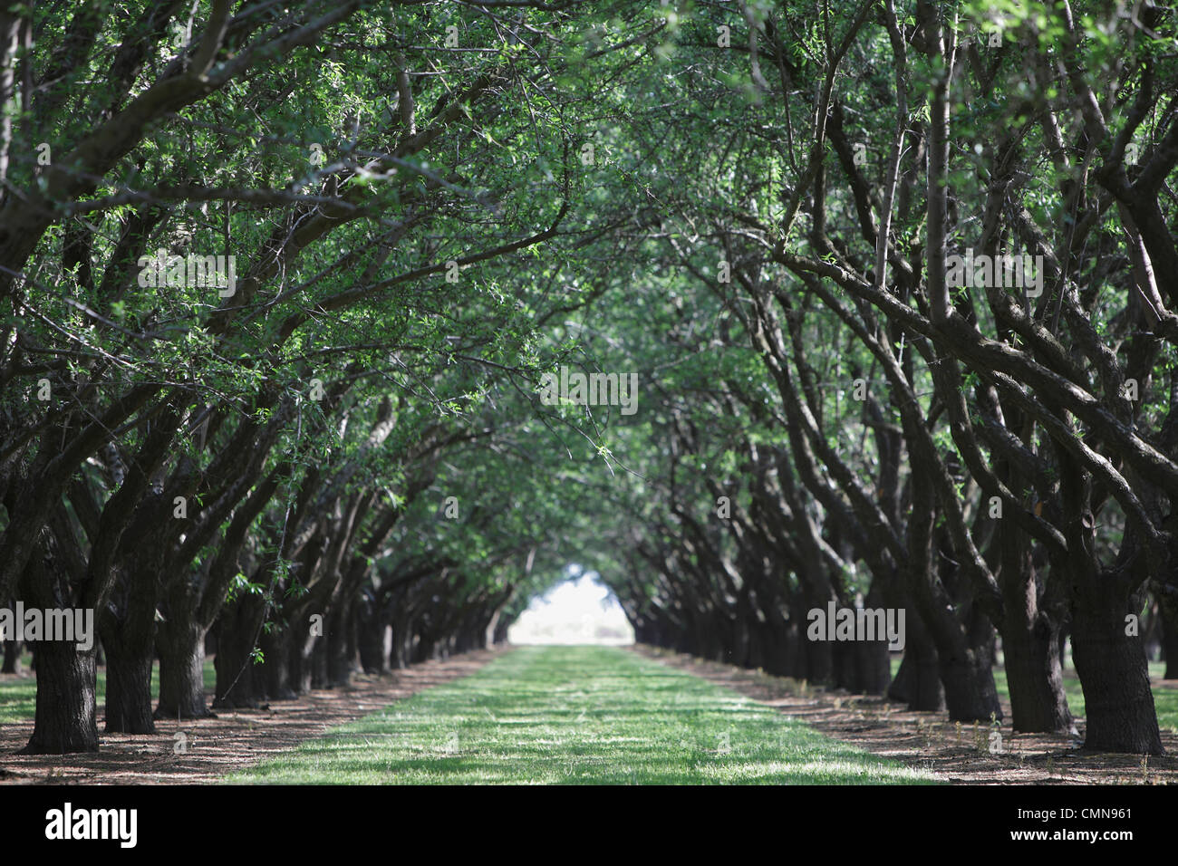 Trees arching over rural path Stock Photo - Alamy