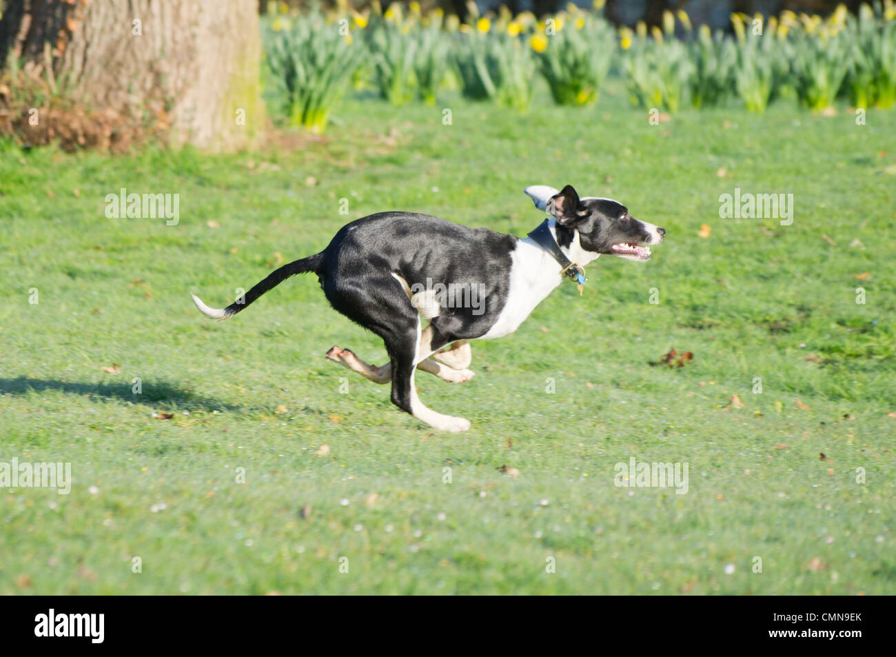 Young black and white Lurcher, spaniel cross sprinting across a field ...