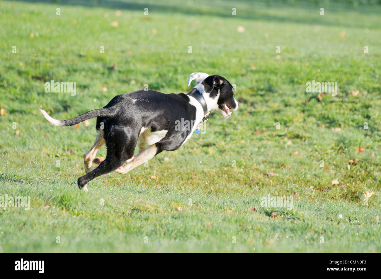 Young black and white Lurcher, spaniel cross sprinting across a field ...