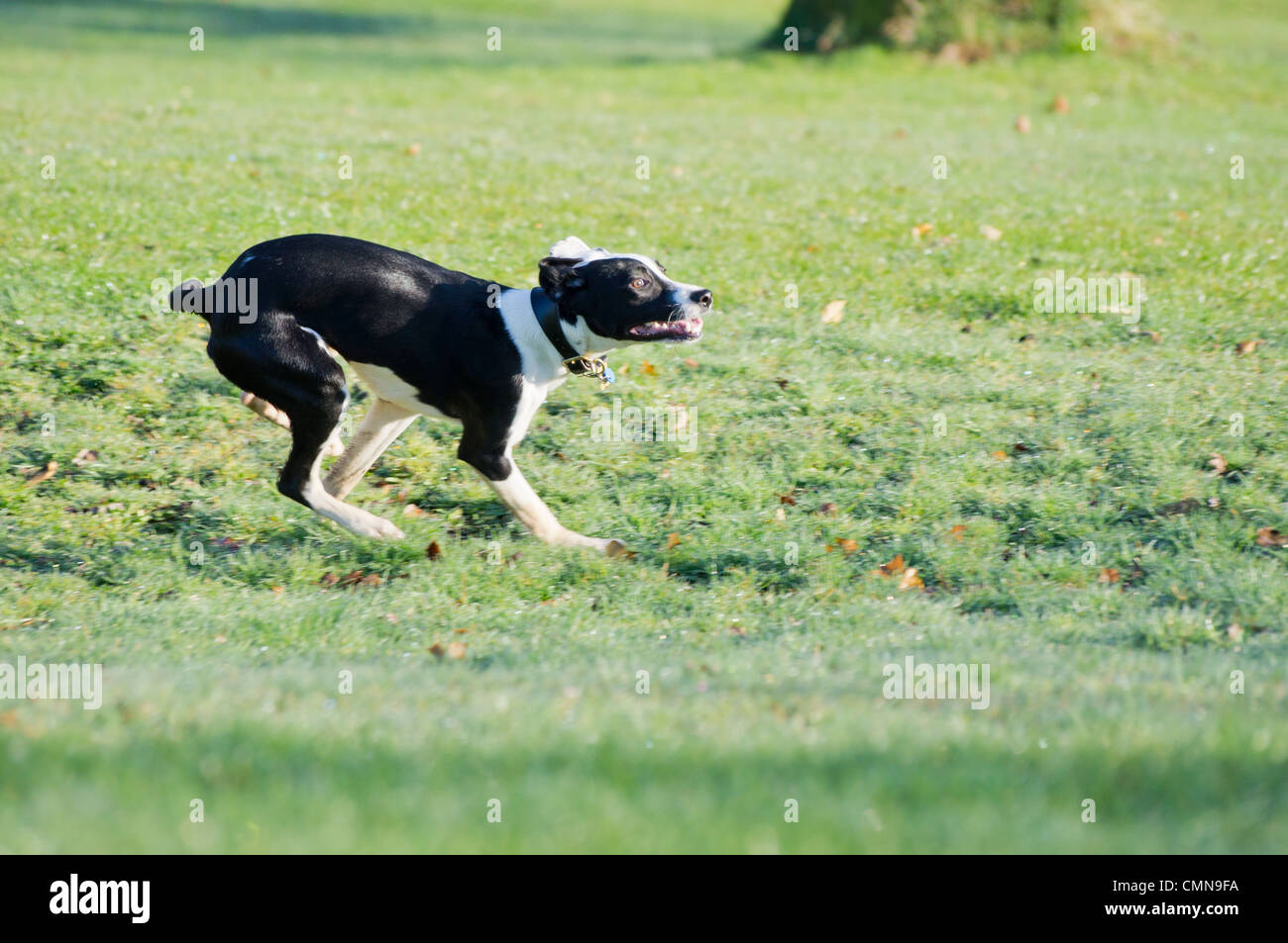 Young black and white Lurcher, spaniel cross sprinting across a field ...