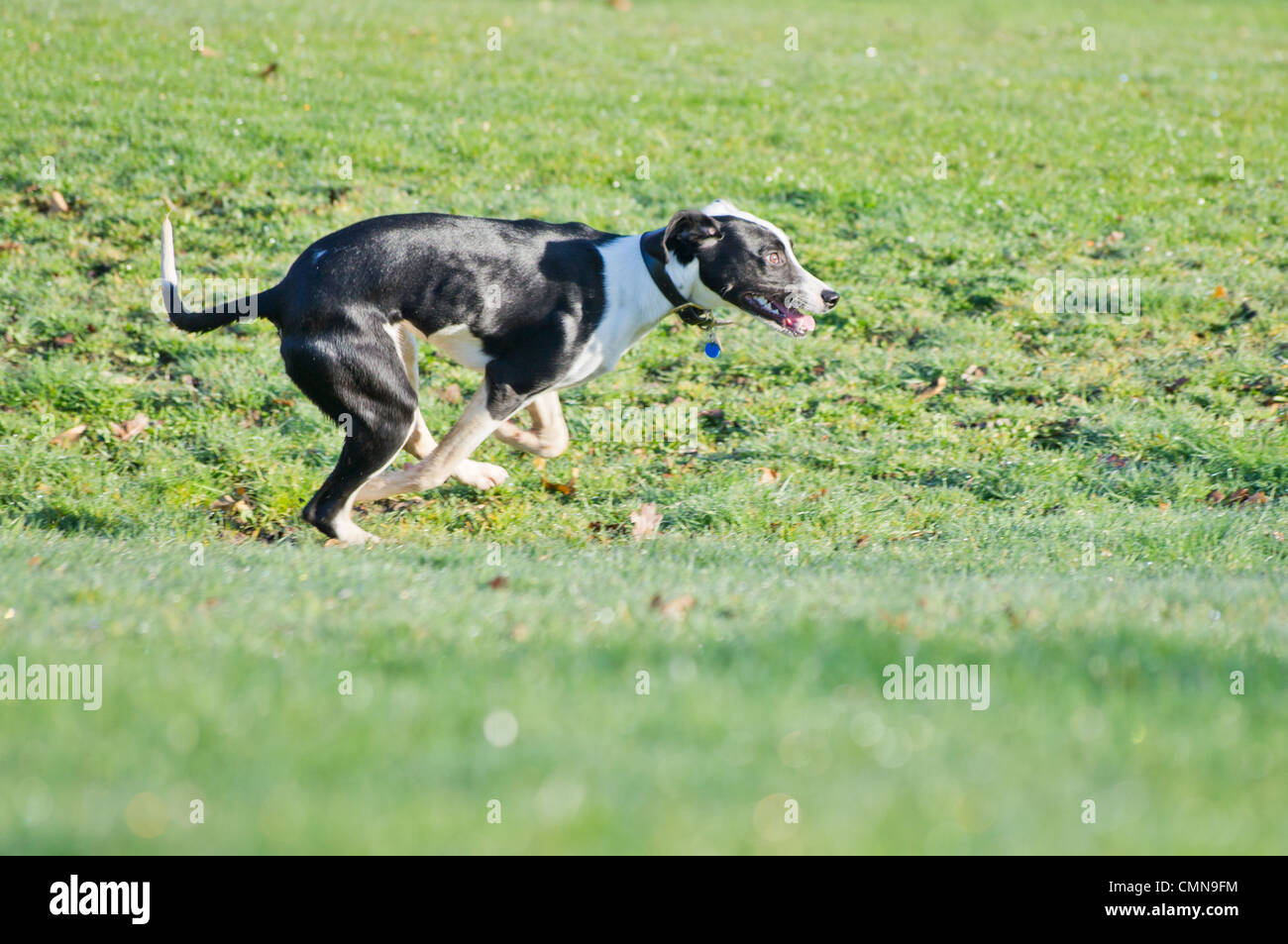 Young black and white Lurcher, spaniel cross sprinting across a field ...