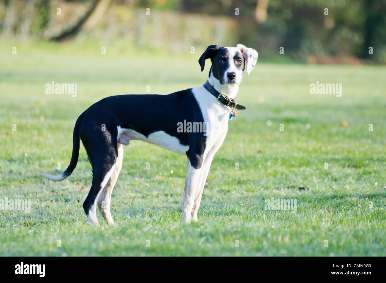 Young black and white Lurcher, spaniel cross standing on dew, wet grass ...