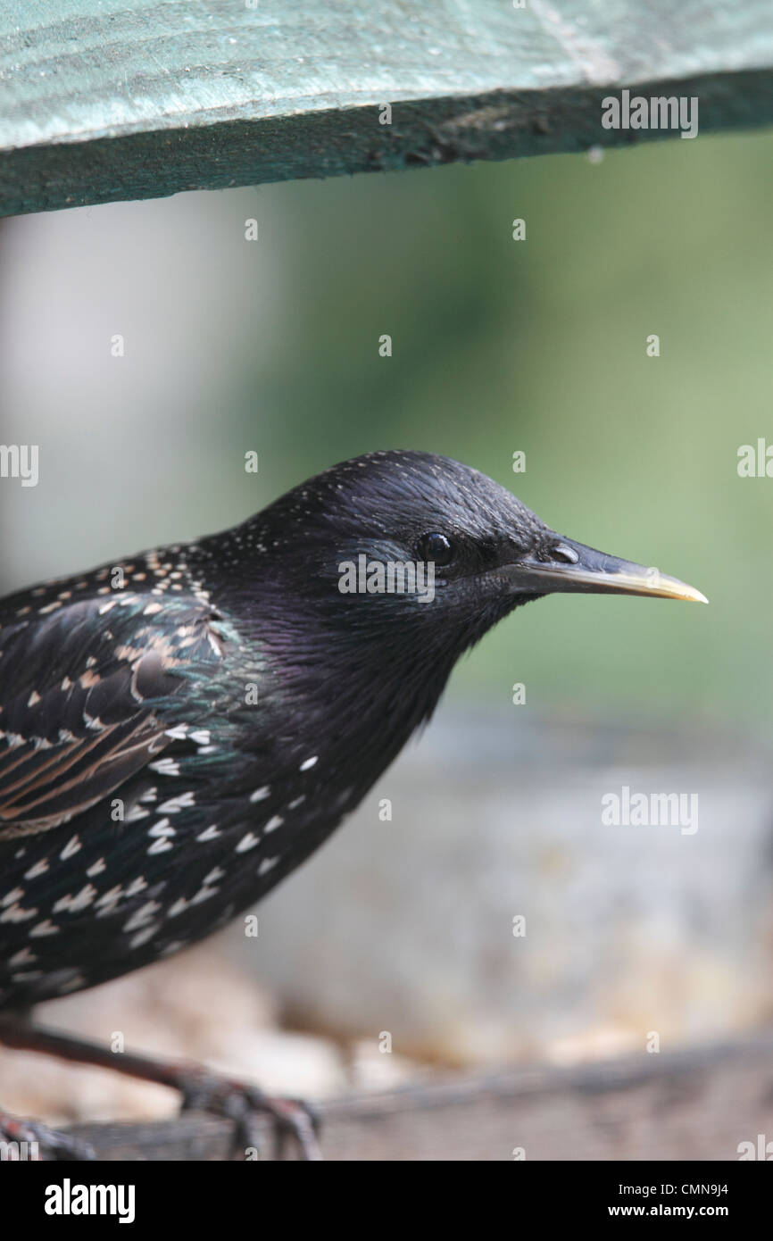 Triangular wings hi-res stock photography and images - Alamy