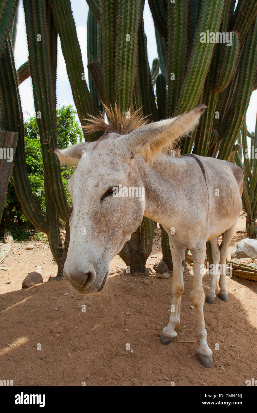 Aruban Donkey at the Aruba Donkey Sanctuary, Aruba, Dutch Caribbean ...