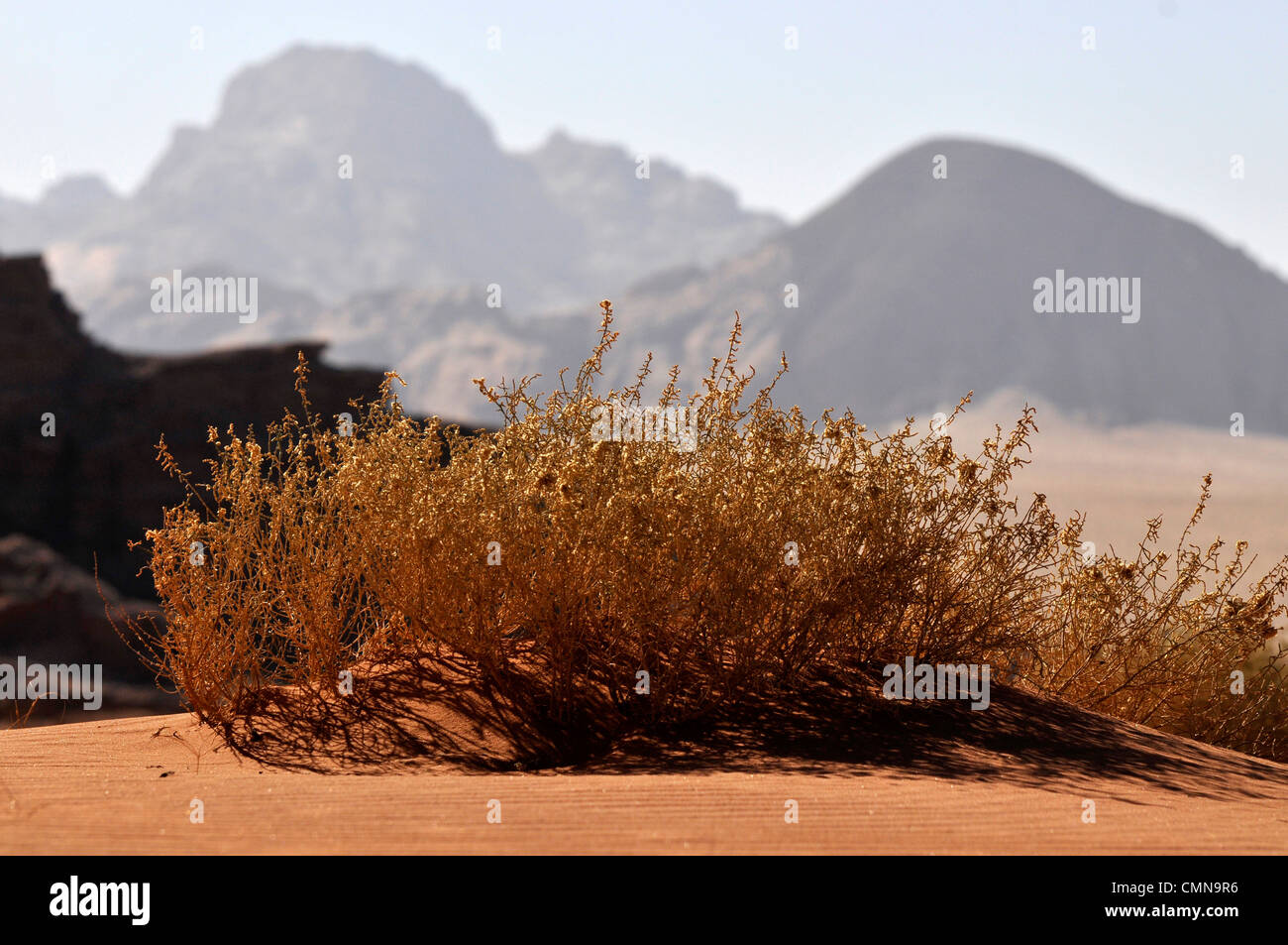 Wadi rum tree hi-res stock photography and images - Alamy