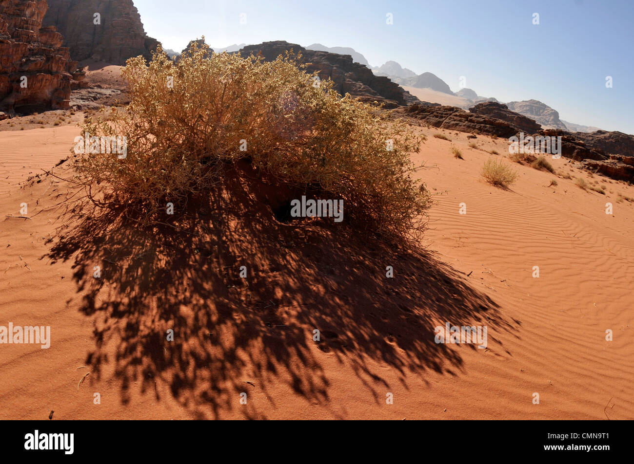 Desert vegetation in Wadi Rum, Jordan Stock Photo - Alamy