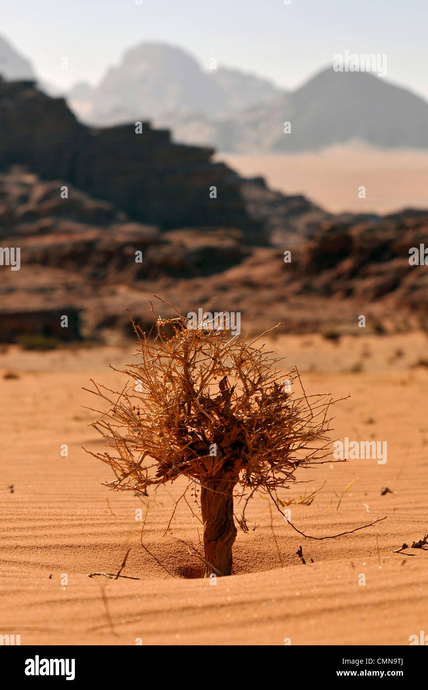 Wadi rum tree hi-res stock photography and images - Alamy