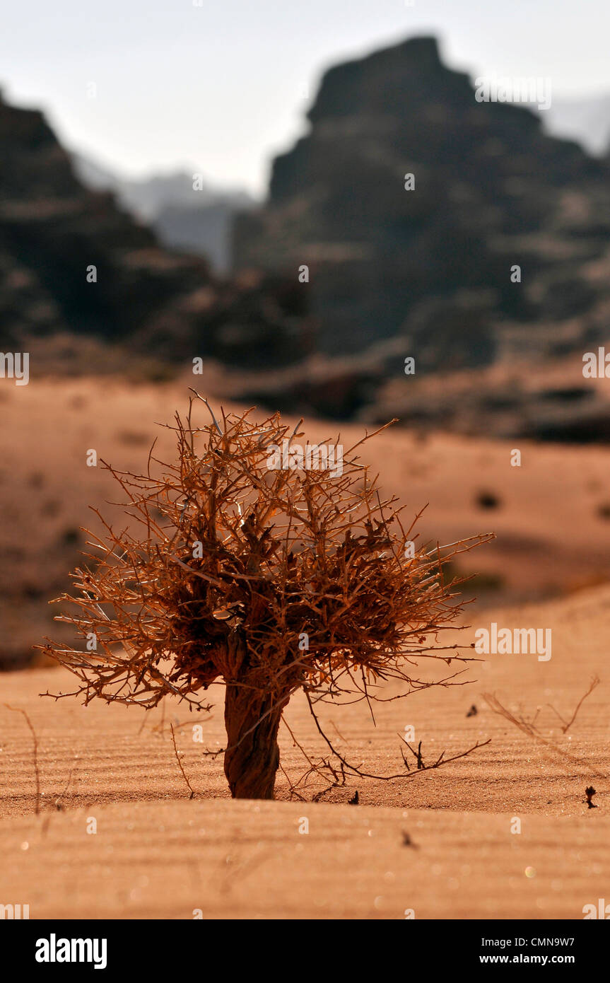 Bush in harsh desert conditions Stock Photo - Alamy