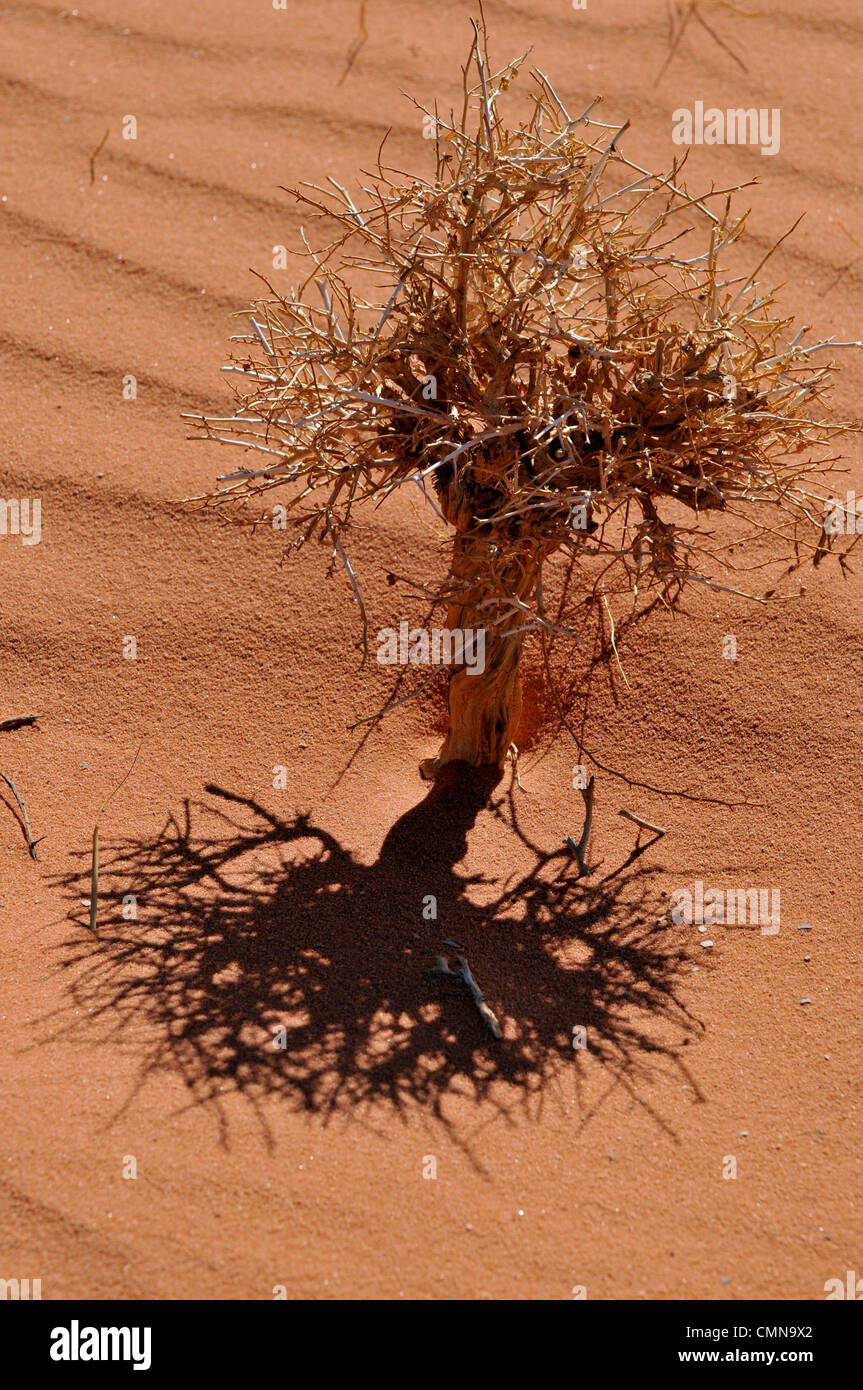 Dead bush in desert hi-res stock photography and images - Alamy