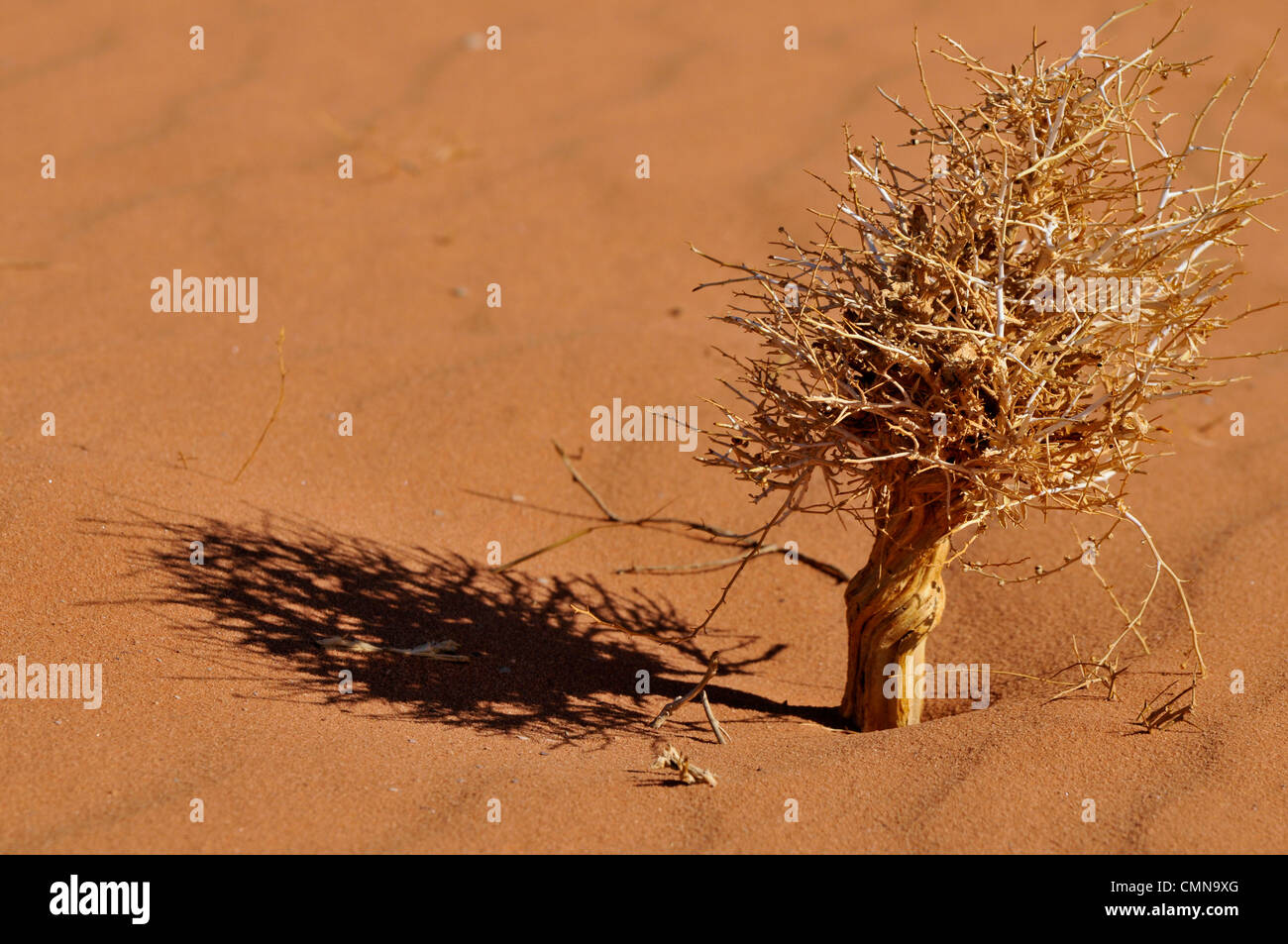 Bush in harsh desert conditions Stock Photo - Alamy