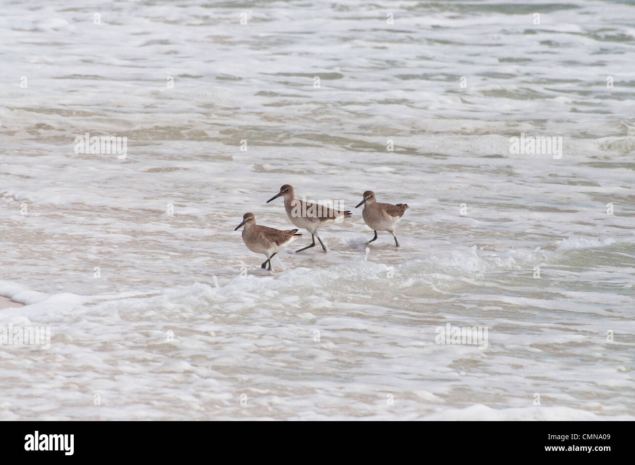 A trio of Willets on Okaloosa Beach, Florida Stock Photo - Alamy