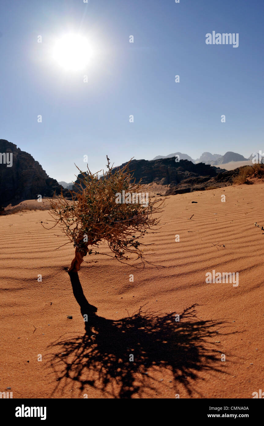 Bush in harsh desert conditions Stock Photo - Alamy