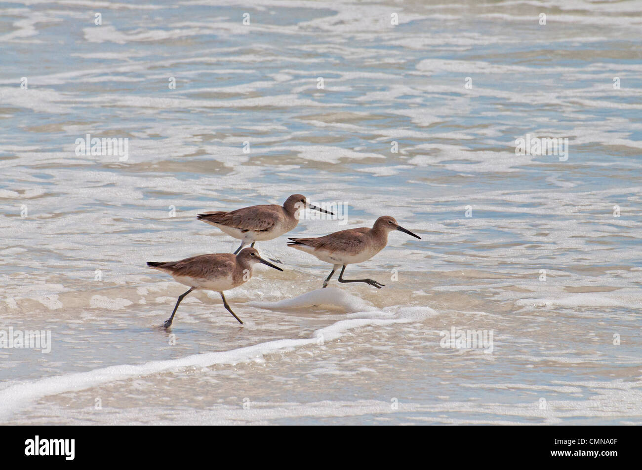 Willet on a beach hi-res stock photography and images - Alamy