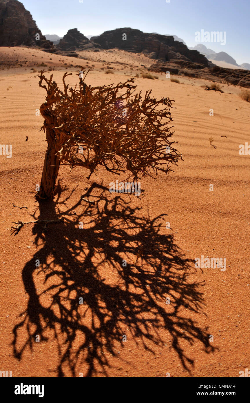 Bush in harsh desert conditions Stock Photo - Alamy