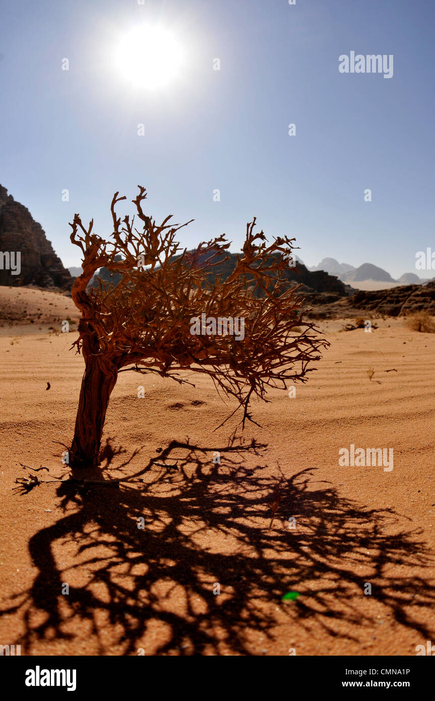 Bush in harsh desert conditions Stock Photo - Alamy