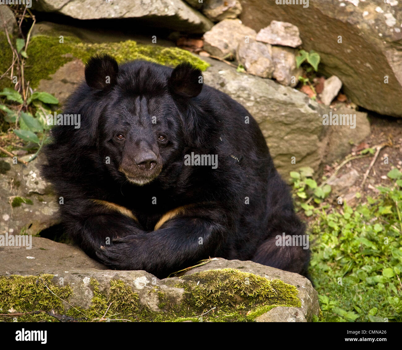 Black bear looking at camera hi-res stock photography and images - Alamy