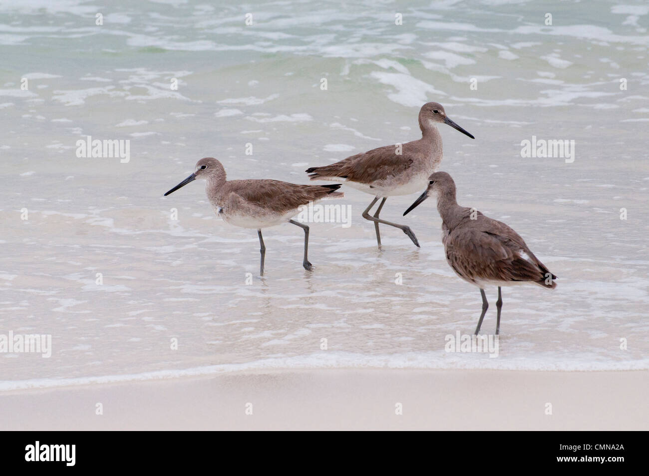 A trio of Willets on the beach at Okaloosa island, Florida Stock Photo ...