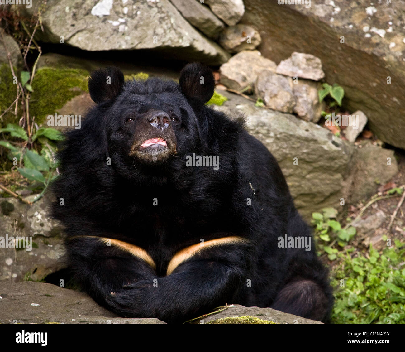 Black bear looking at camera hi-res stock photography and images - Alamy