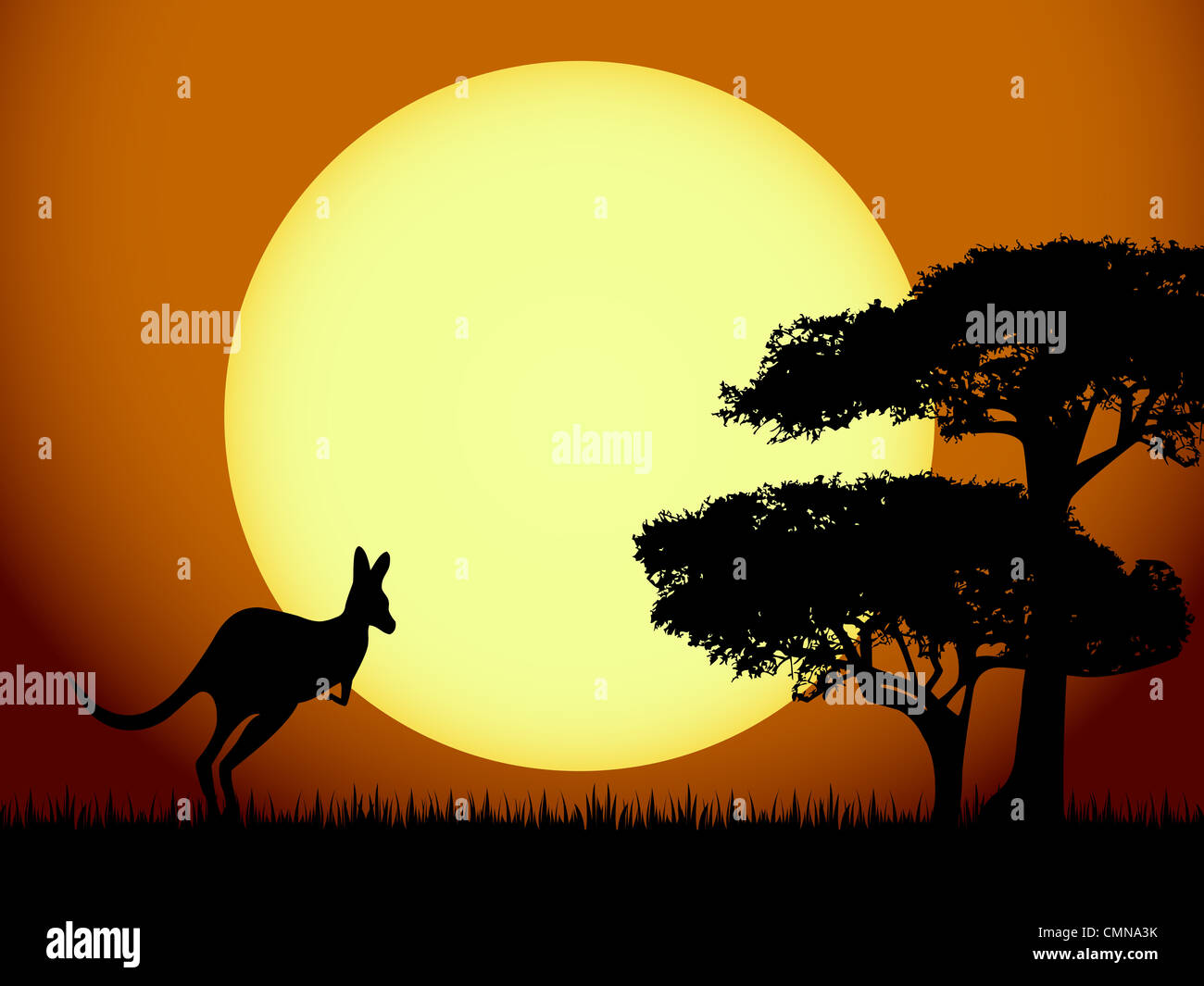 Kangaroo at sunset Stock Photo - Alamy