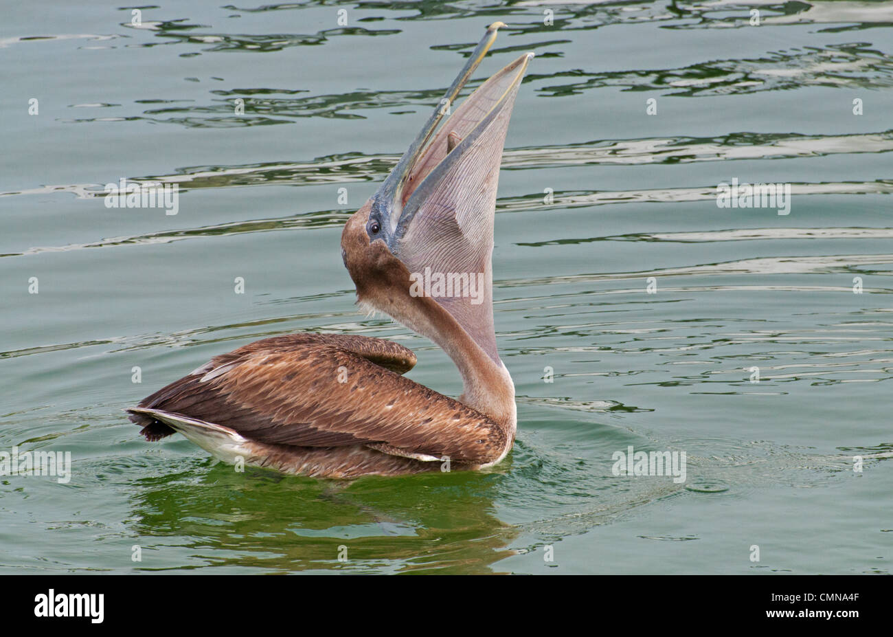 Pelican eating hi-res stock photography and images - Alamy