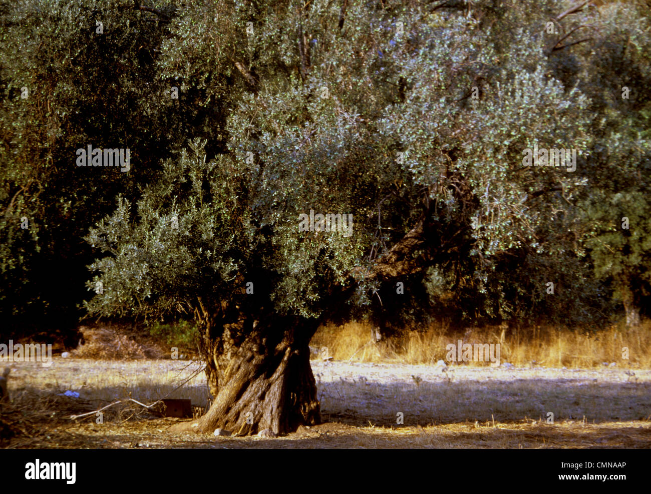 Large old olive-tree Turkey Stock Photo - Alamy
