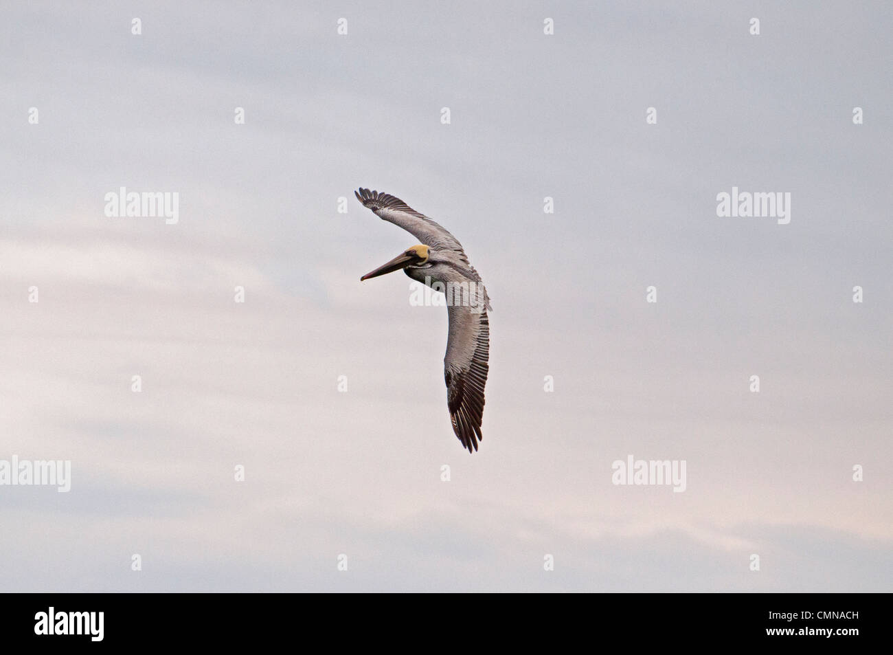 A Brown Pelican flying Stock Photo - Alamy