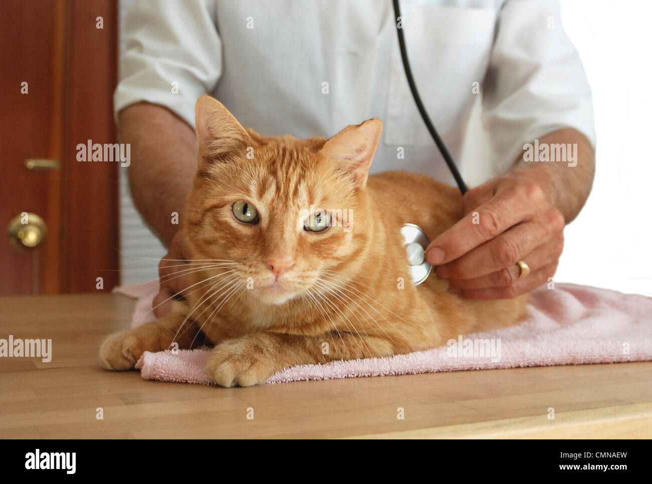 Veterinarian listening to cat's heart Stock Photo - Alamy