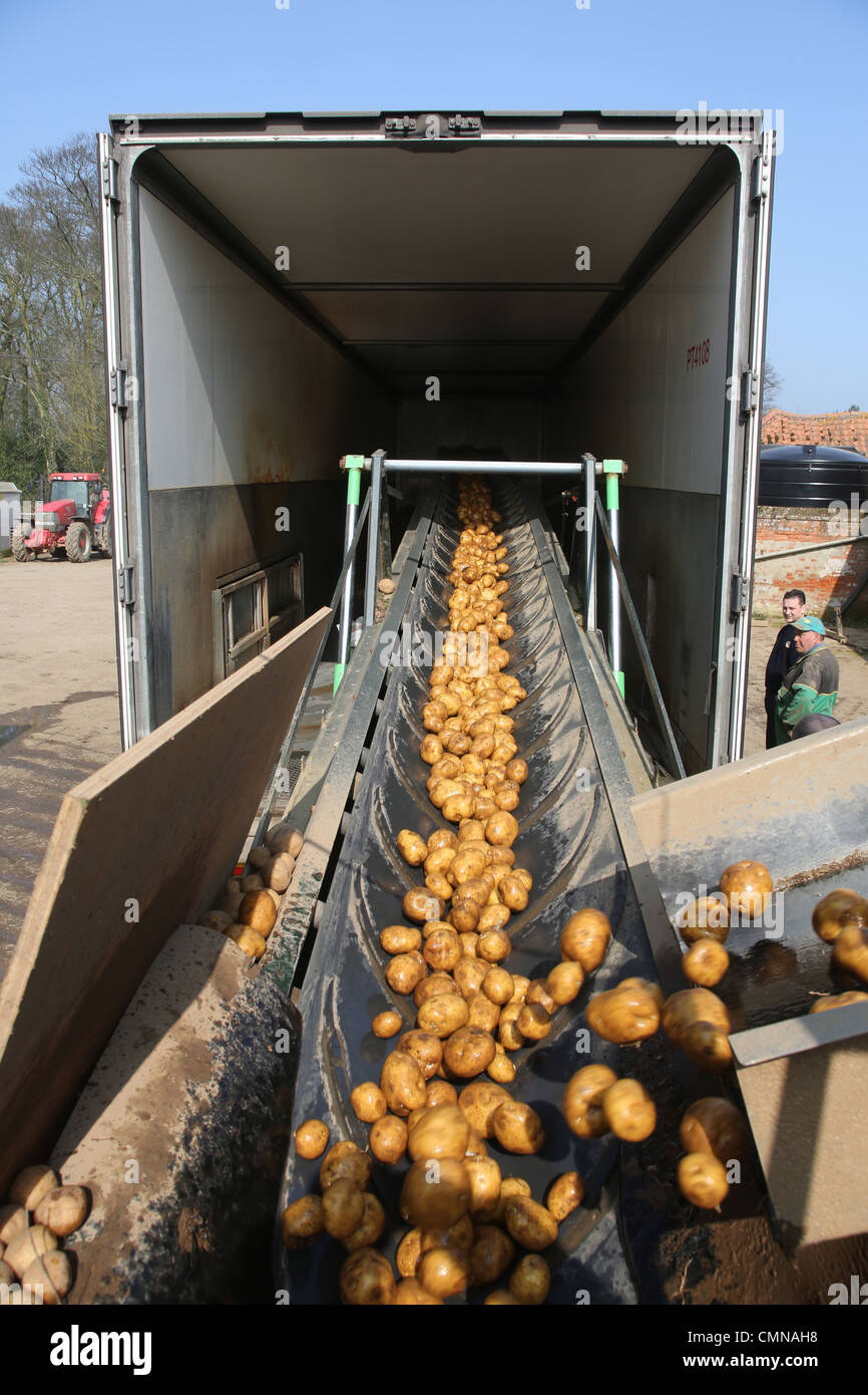 Potatoes being graded and loaded into a fridge lorry for Walkers Crisps ...