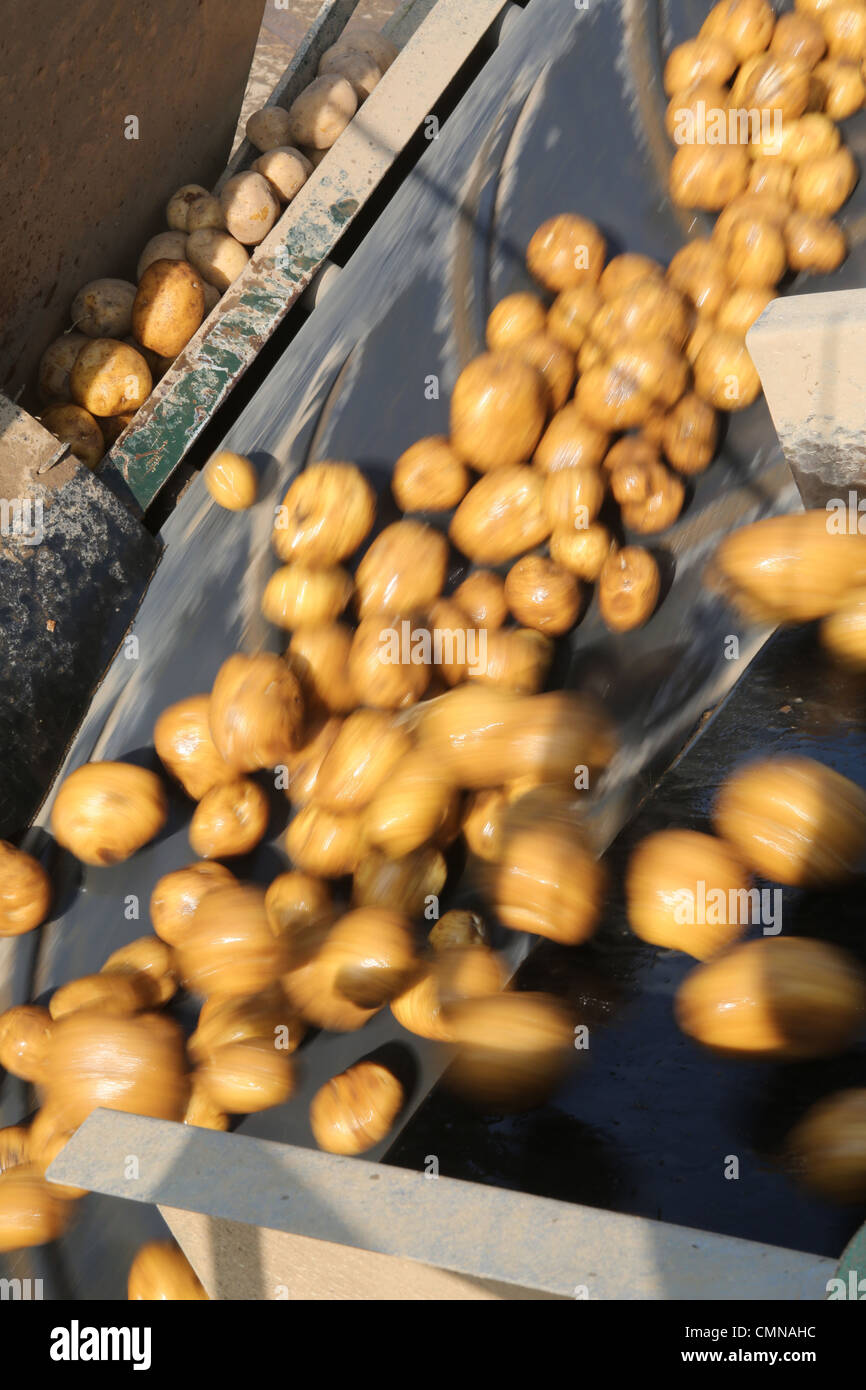 Potato grading hi-res stock photography and images - Alamy