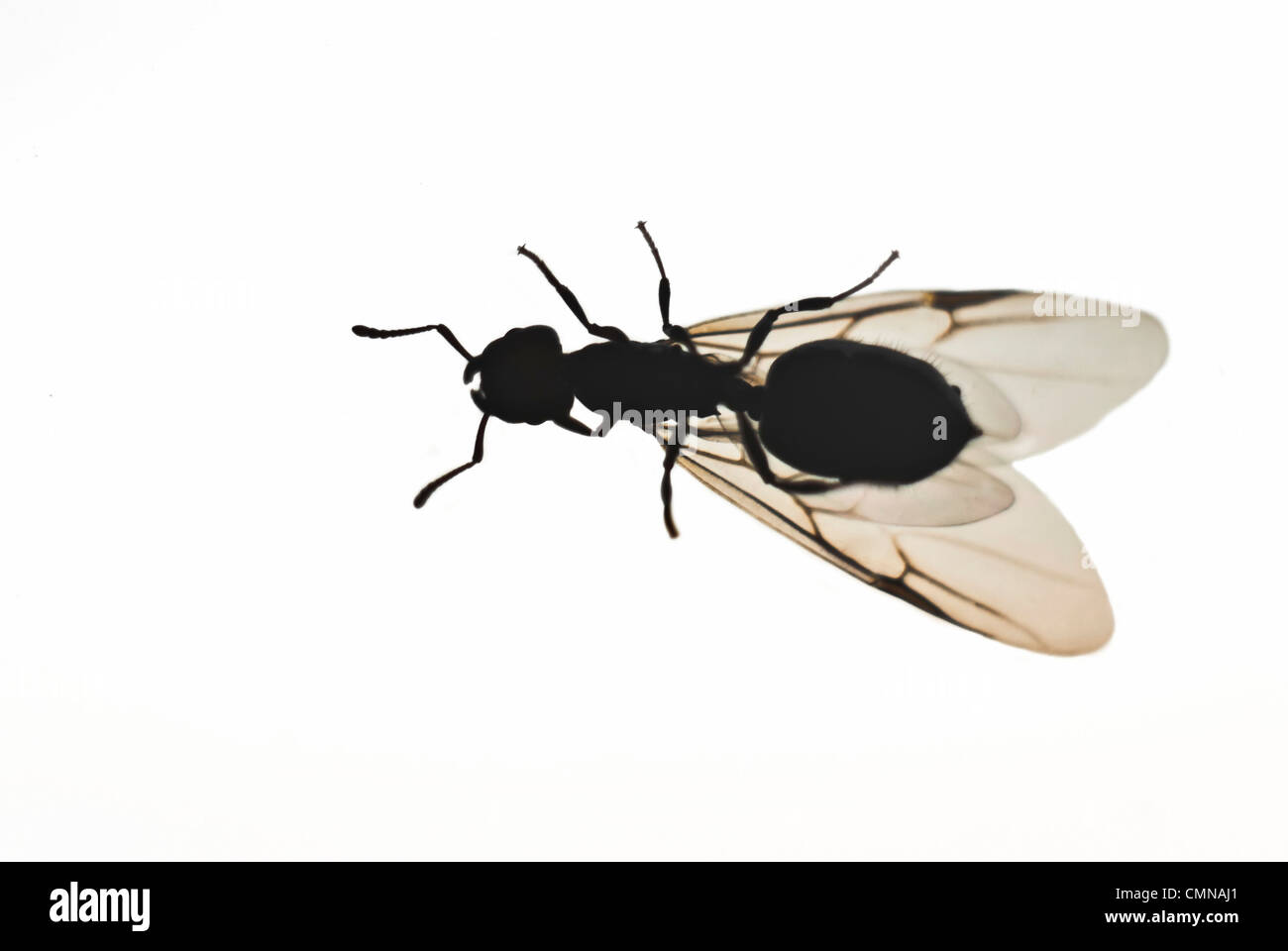 House fly close up Cut Out Stock Images & Pictures - Alamy