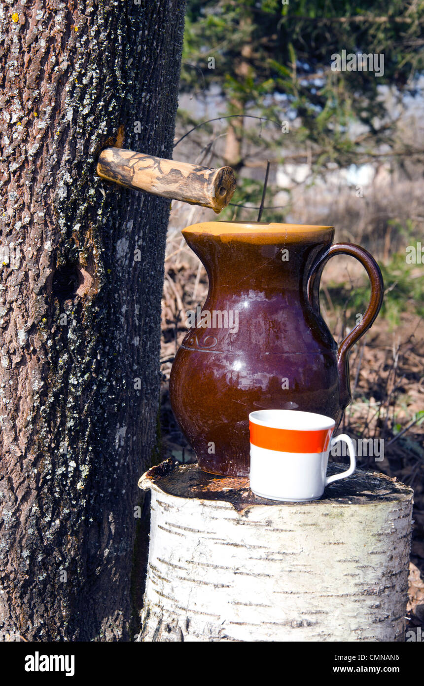 spring maple sap and brown clay jug Stock Photo - Alamy
