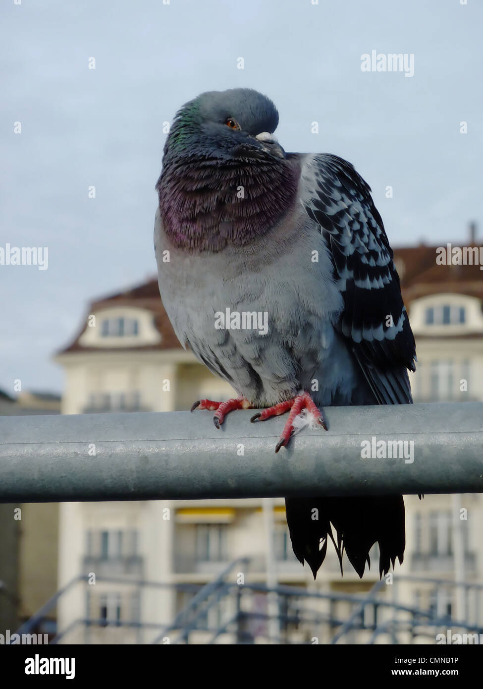 Metallic pigeon hi-res stock photography and images - Alamy