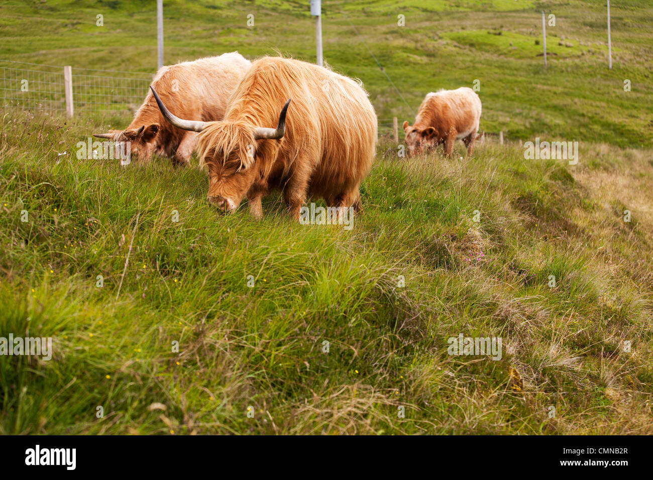 Heritage beef breed of cattle hi-res stock photography and images - Alamy