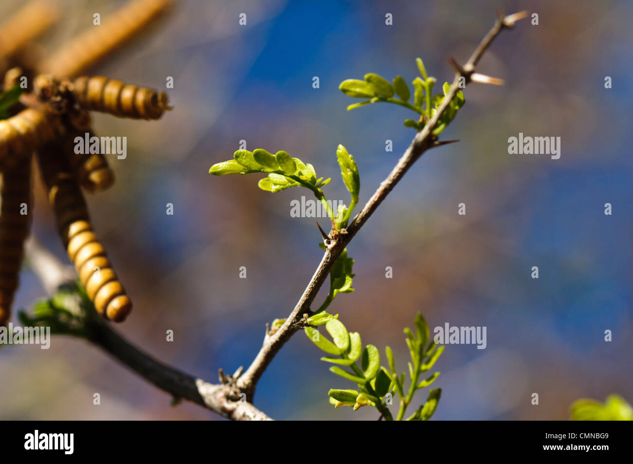 Mesquite leaves hi-res stock photography and images - Alamy