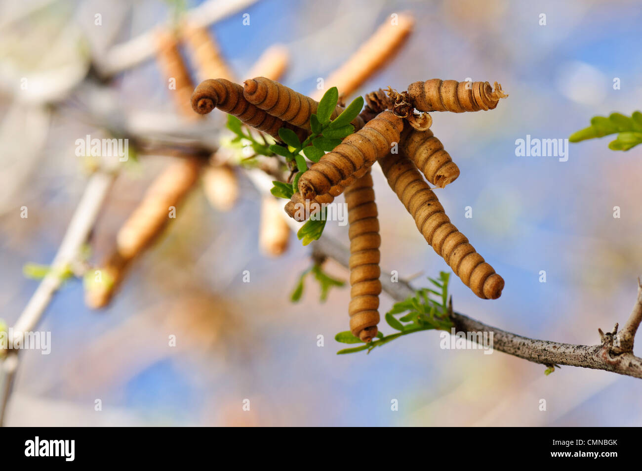 Close up of seed pods from the Screwbean mesquite tree Stock Photo - Alamy