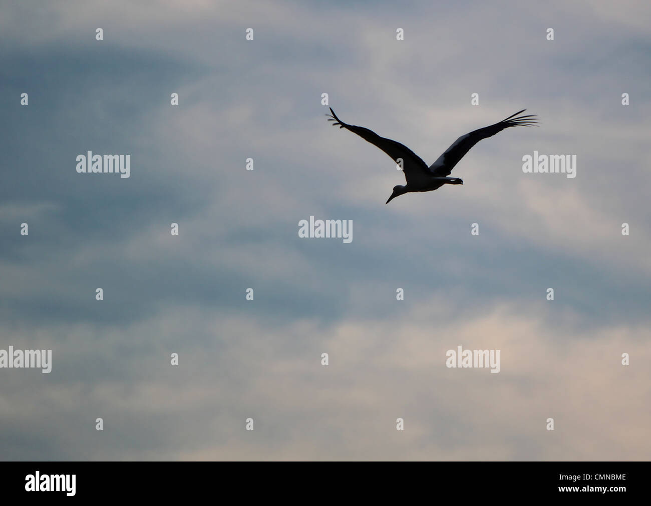 Migrating stork flying in a cloudy sky by sunset Stock Photo - Alamy