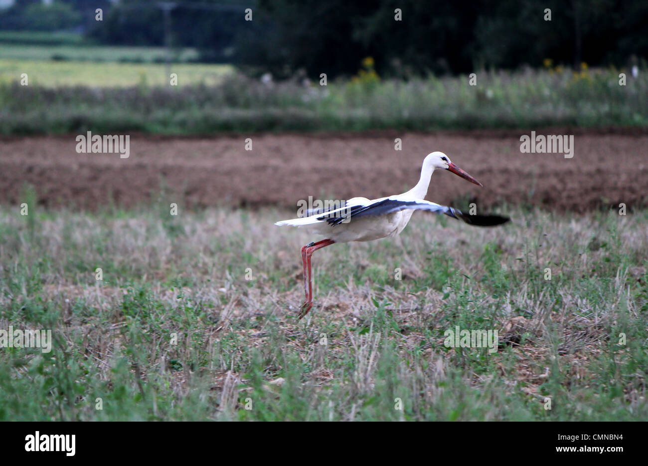 White storks flying hi-res stock photography and images - Alamy