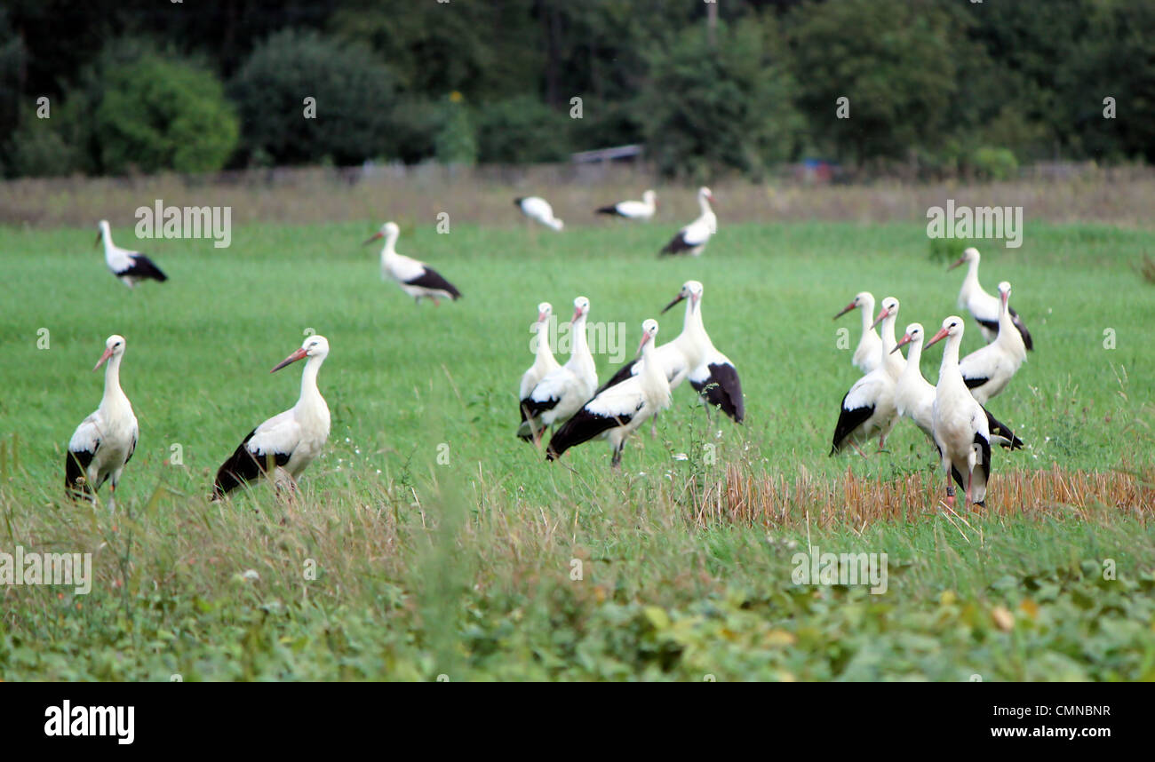 Several black and white migrating storks standing in a green field ...