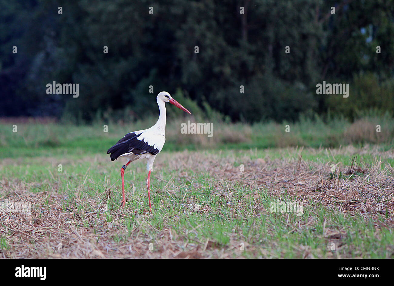 Rare stork species hi-res stock photography and images - Alamy