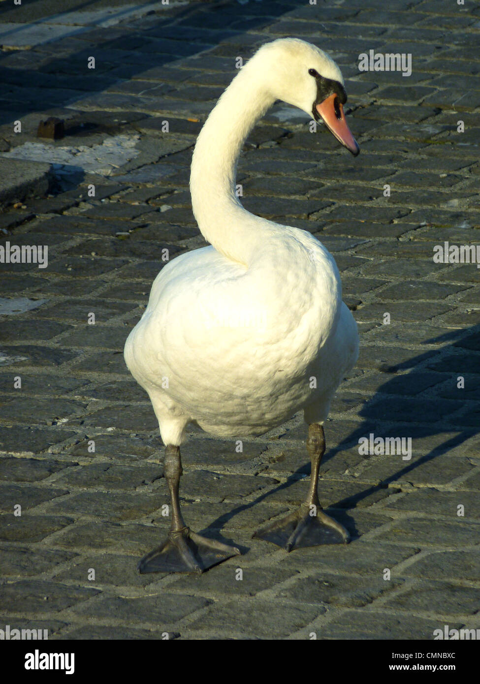 Animal bird swan birds feet hi-res stock photography and images - Alamy