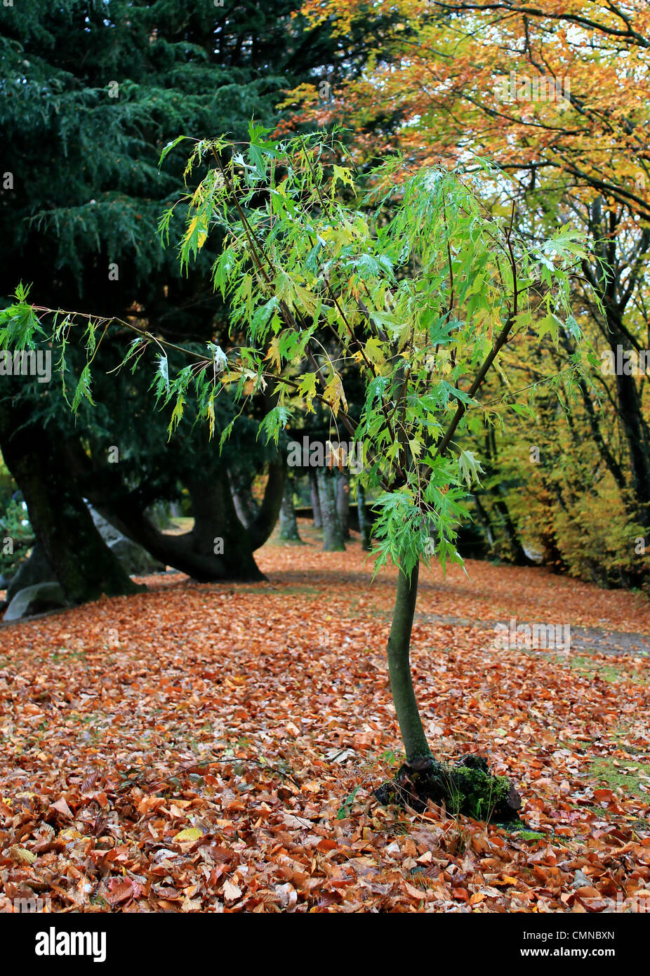 One small and young tree with green leaves by autumn weather in a ...