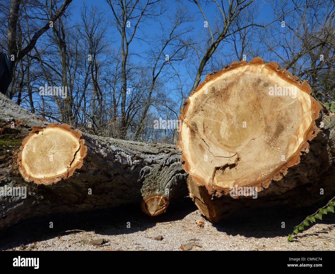Cut trunks lying on the ground in a forest by beautiful winter blue day ...