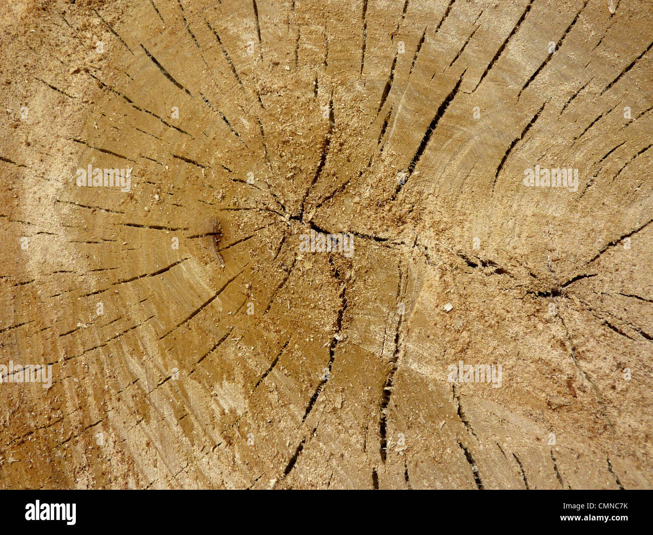 Tree slice and sawdust hi-res stock photography and images - Alamy