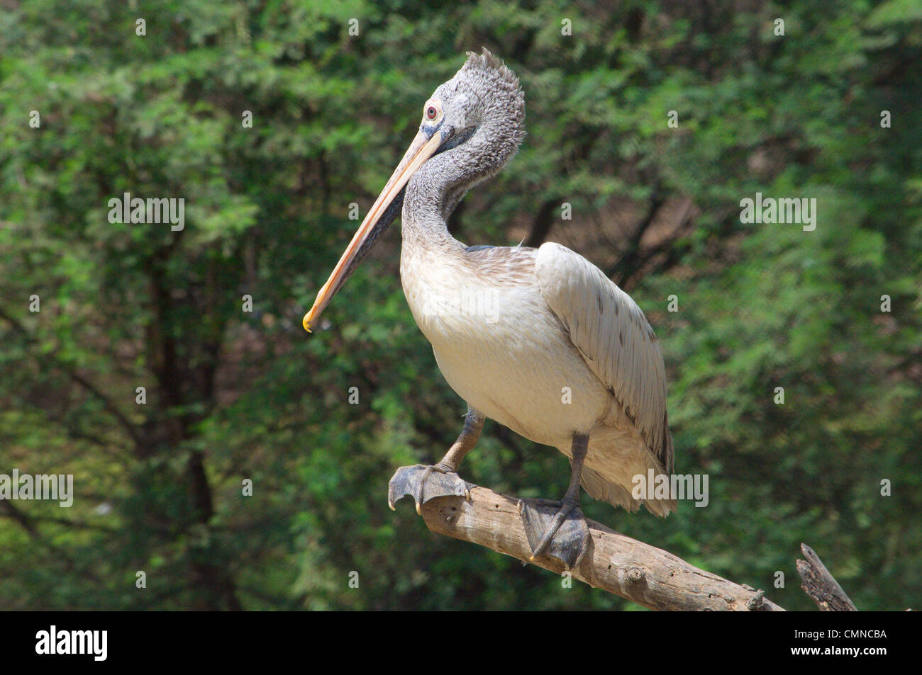 Spot-Billed Grey Pelican of India Stock Photo - Alamy