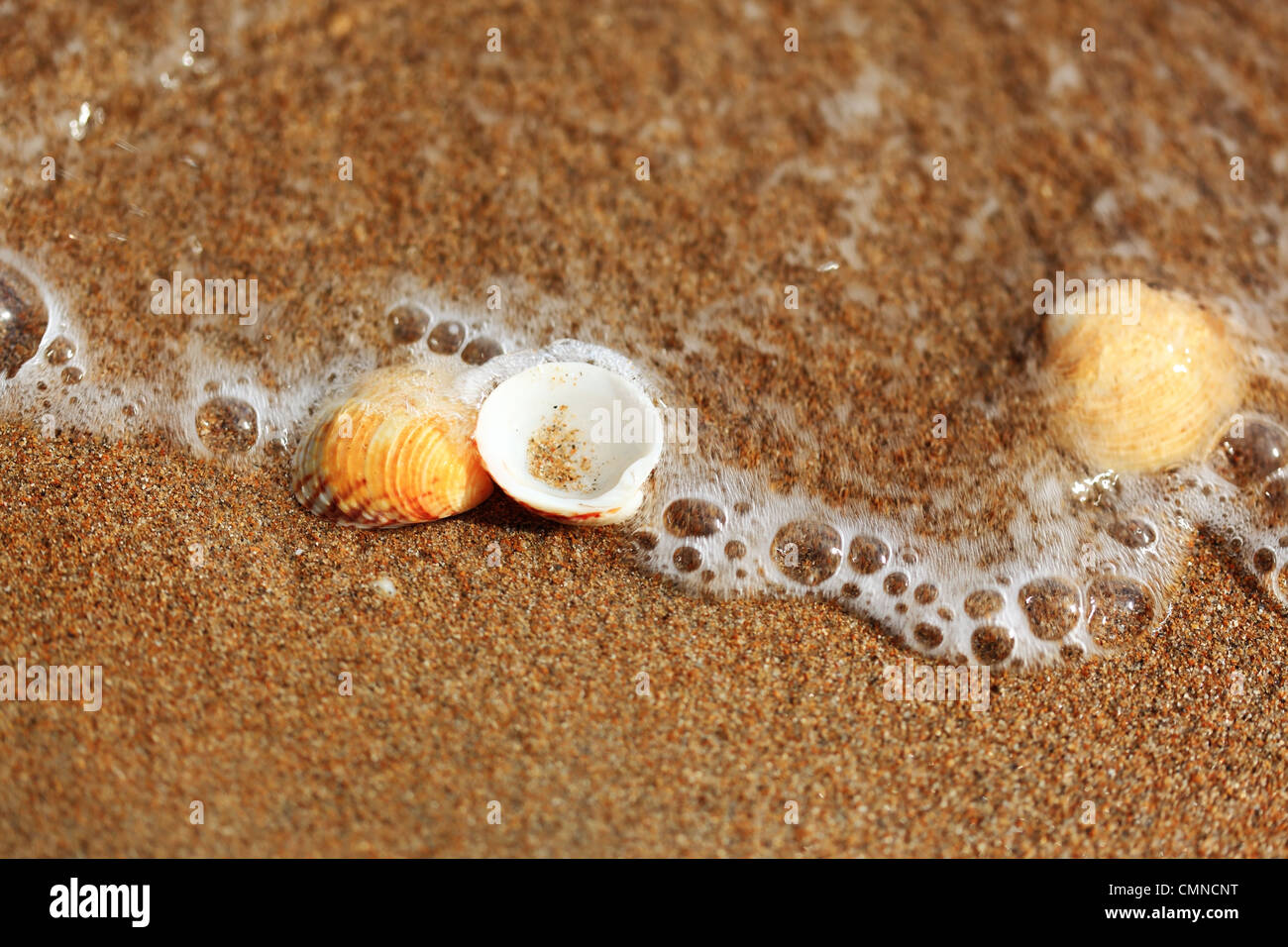Beach Sand Water Shells